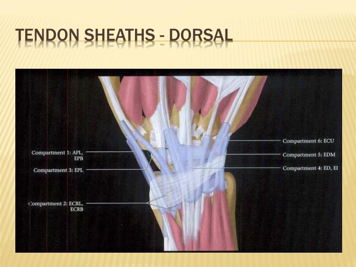 PPT - Imaging Anatomy of the Wrist PowerPoint Presentation - ID:5001457