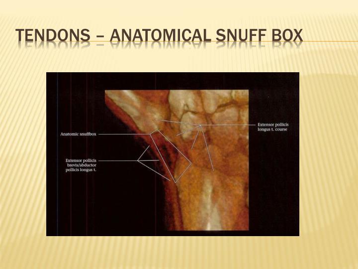 PPT - Imaging Anatomy of the Wrist PowerPoint Presentation - ID:5001457