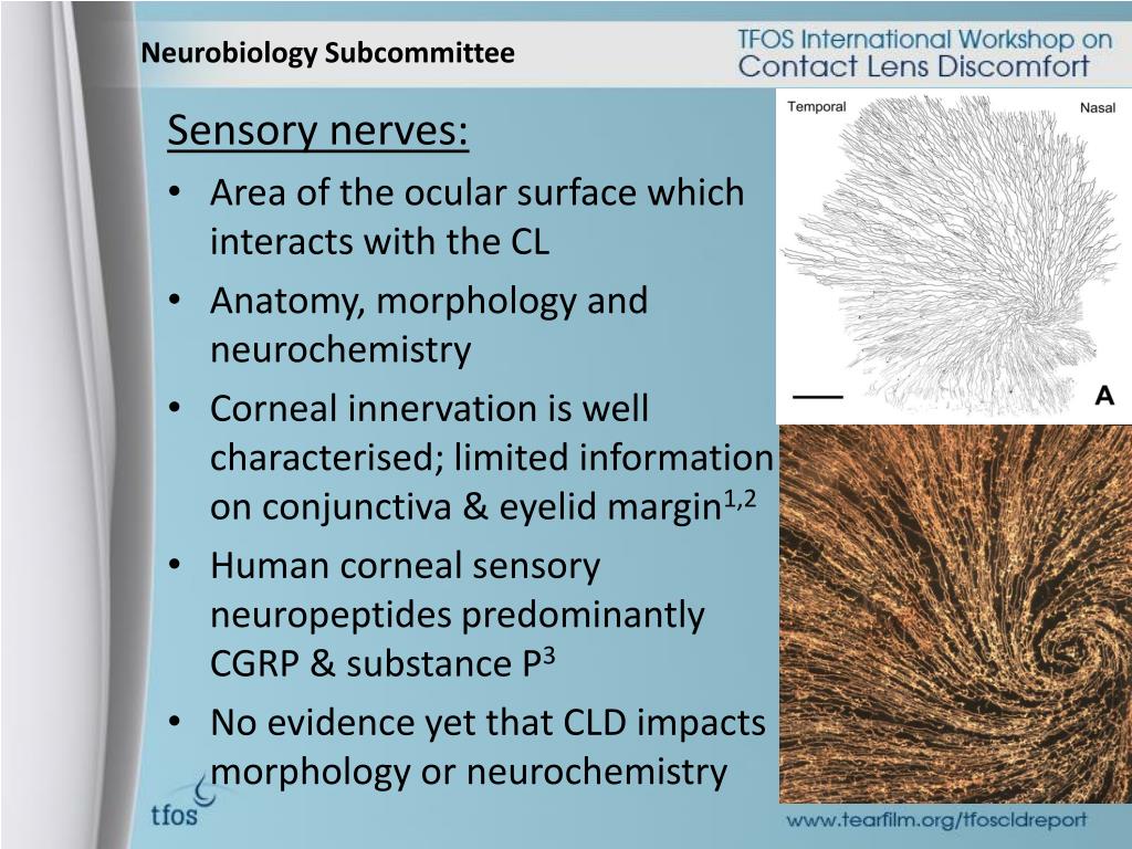 PPT - Report of the Neurobiology Subcommittee Members: Fiona Stapleton ...