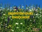 PPT - EKOSYSTÉM LOUKY IVO?ICHOVÉ PowerPoint Presentation - ID:5012376