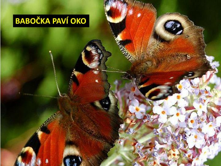 PPT - EKOSYSTÉM LOUKY ŽIVOČICHOVÉ PowerPoint Presentation - ID:5012376