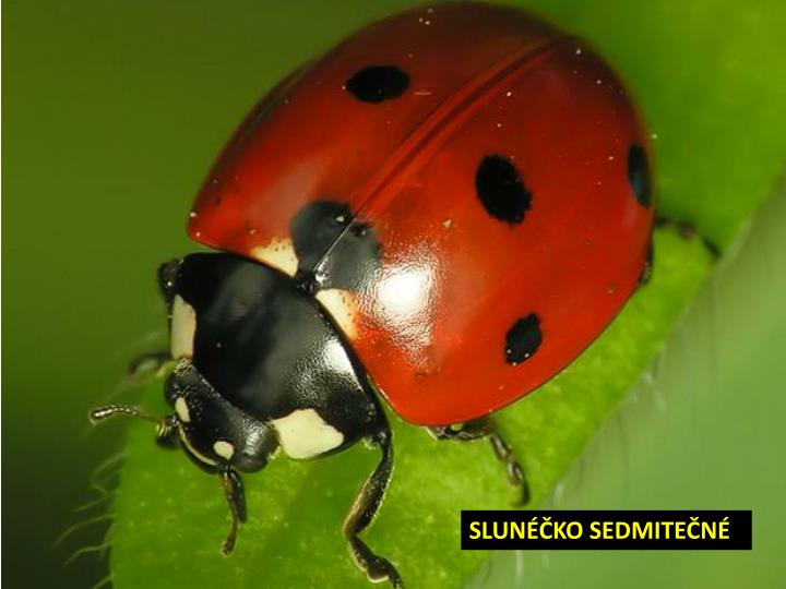 PPT - EKOSYSTÉM LOUKY ŽIVOČICHOVÉ PowerPoint Presentation - ID:5012376