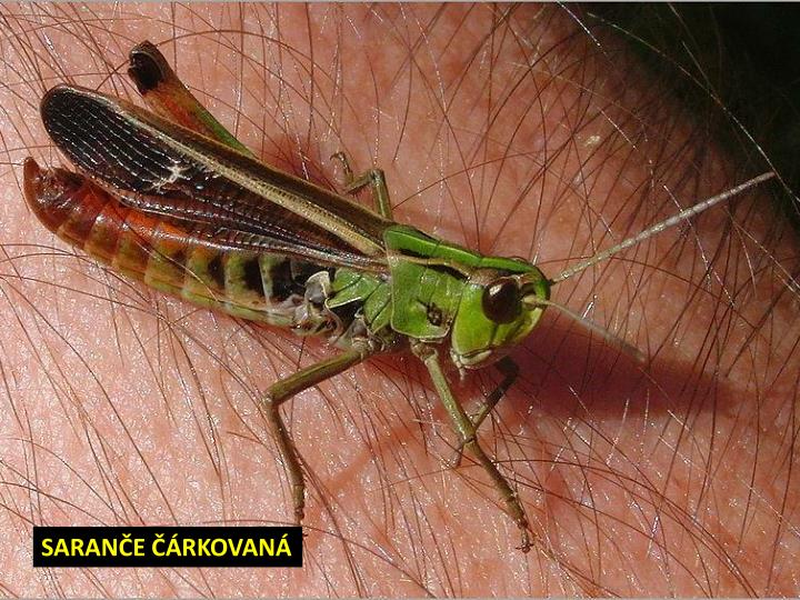 PPT - EKOSYSTÉM LOUKY ŽIVOČICHOVÉ PowerPoint Presentation - ID:5012376