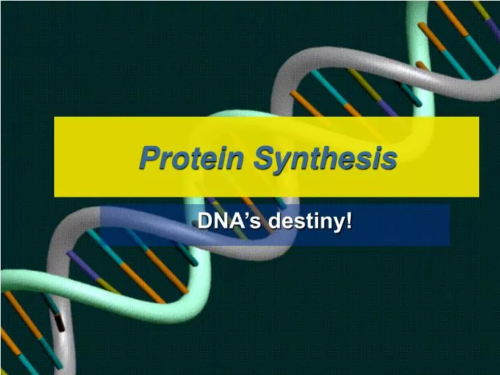 PPT - Protein Synthesis PowerPoint Presentation, free download - ID:5012691