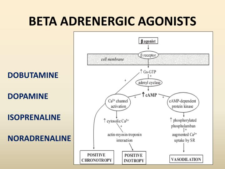 PPT - CARDIAC INOTROPES PowerPoint Presentation - ID:5013599