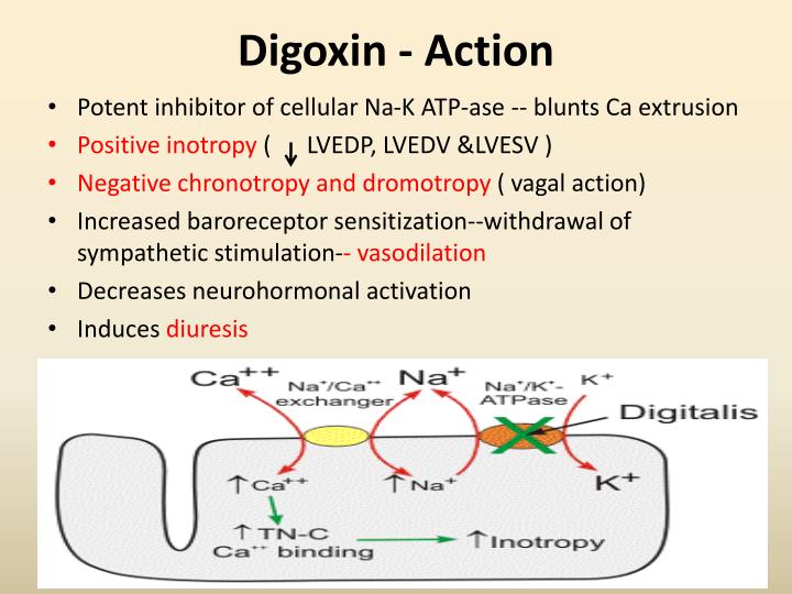 PPT - CARDIAC INOTROPES PowerPoint Presentation - ID:5013599