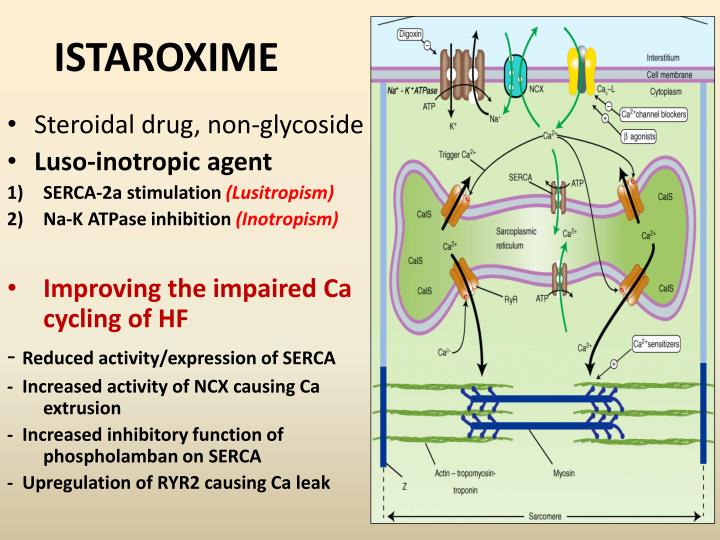 PPT - CARDIAC INOTROPES PowerPoint Presentation - ID:5013599