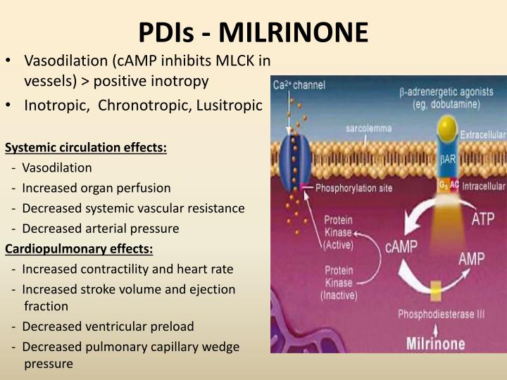 PPT - CARDIAC INOTROPES PowerPoint Presentation - ID:5013599