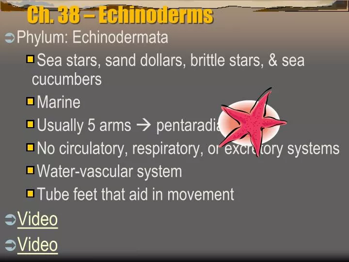 PPT - Ch. 38 – Echinoderms PowerPoint Presentation, free download - ID:5014096