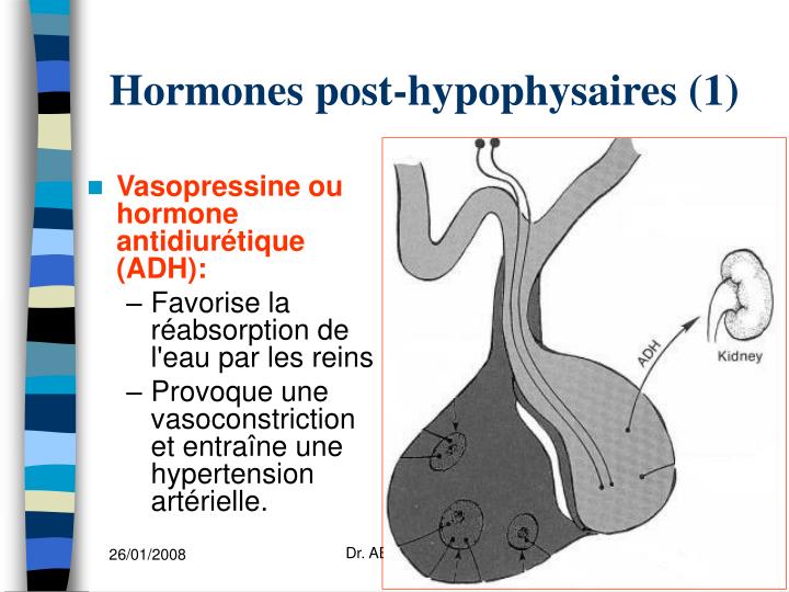 PPT - SYSTEME ENDOCRINIEN (1 ère partie) PowerPoint Presentation - ID ...