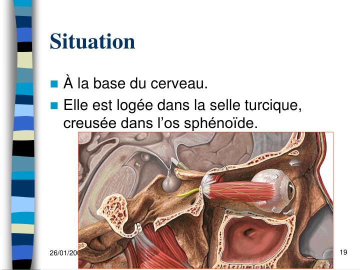 PPT - SYSTEME ENDOCRINIEN (1 ère partie) PowerPoint Presentation - ID ...