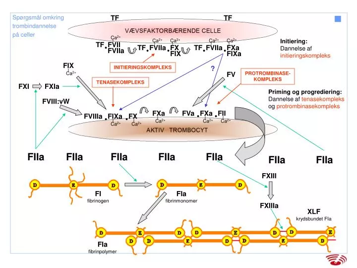 PPT - FIXa PowerPoint Presentation, free download - ID:5018811