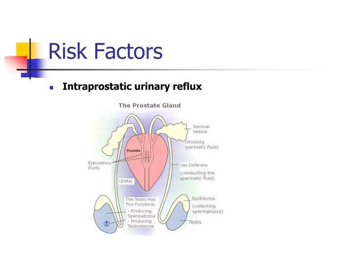 PPT - PROSTATITIS PowerPoint Presentation - ID:5025696