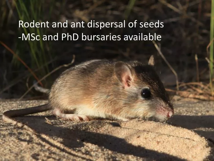 PPT - Rodent and ant dispersal of seeds -MSc and PhD bursaries ...