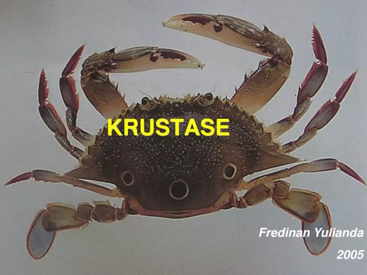 PPT - KRUSTASE PowerPoint Presentation, free download - ID:5030833