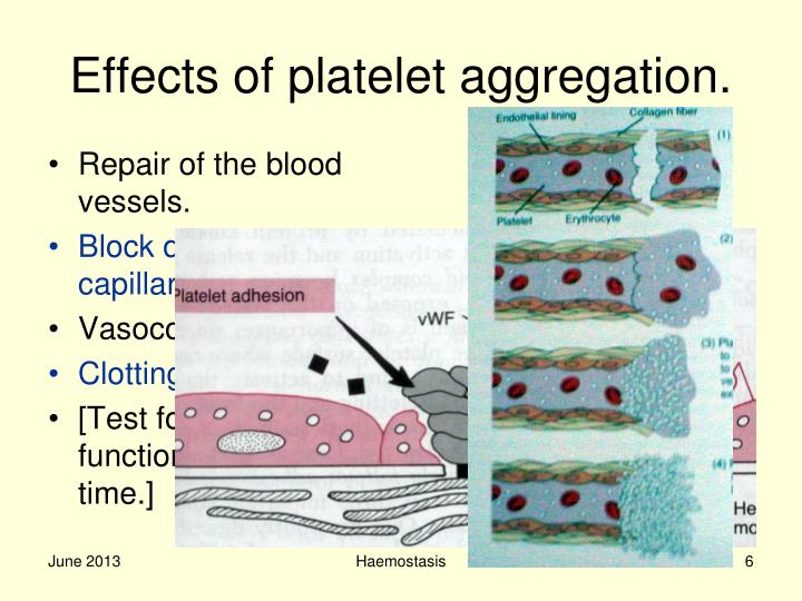 PPT - Haemostasis PowerPoint Presentation - ID:5033755