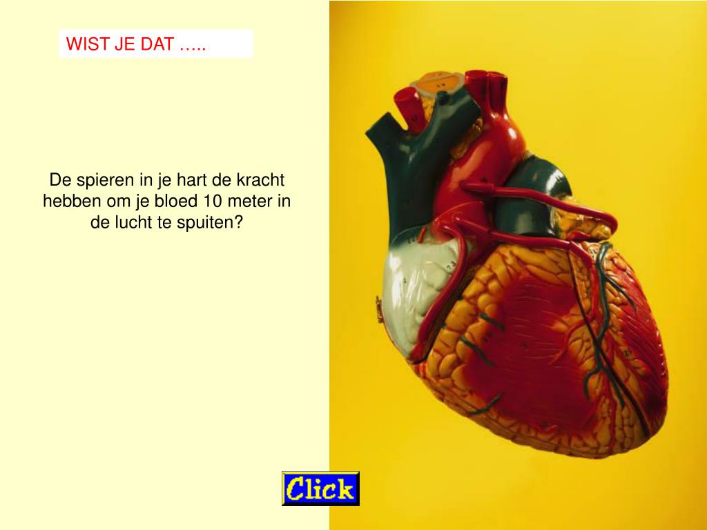 PPT - De spieren in je hart de kracht hebben om je bloed 10 meter in de ...