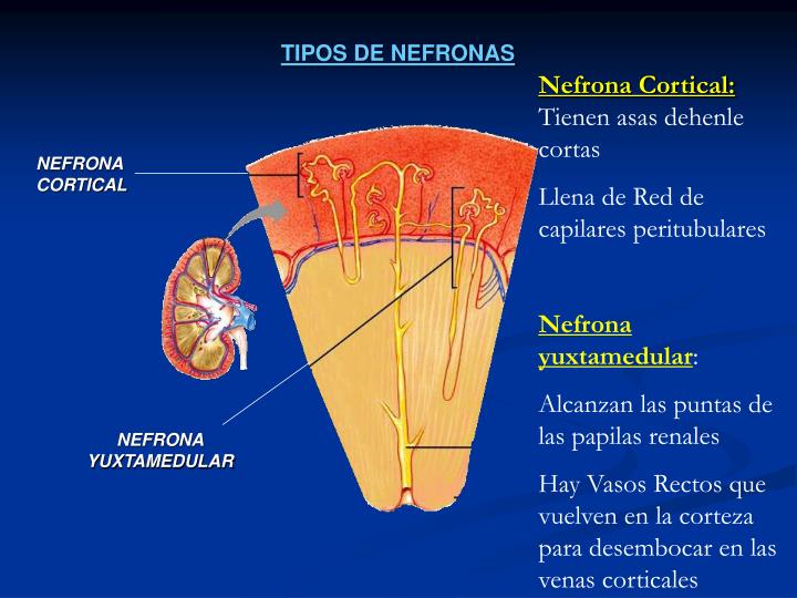 PPT - FISIOLOGÍA RENAL (Estructura, Funciones y Presiones renales ...