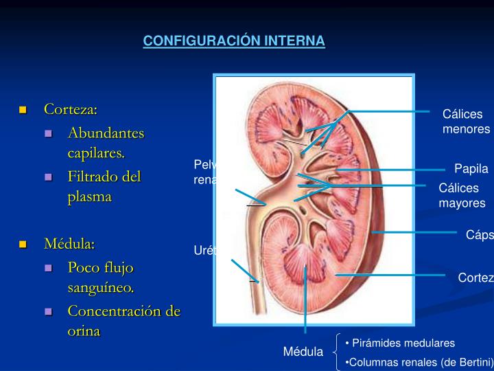 PPT - FISIOLOGÍA RENAL (Estructura, Funciones y Presiones renales ...