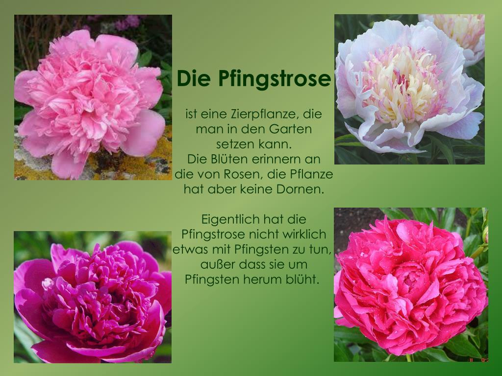 PPT - Pfingsten - woher und wozu ? Der Name Pfingsten wird vom ...