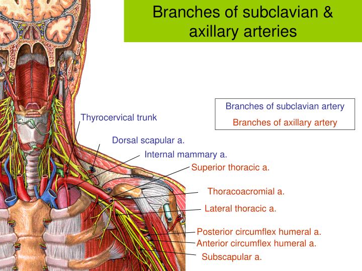 PPT - Scalp PowerPoint Presentation - ID:5036756