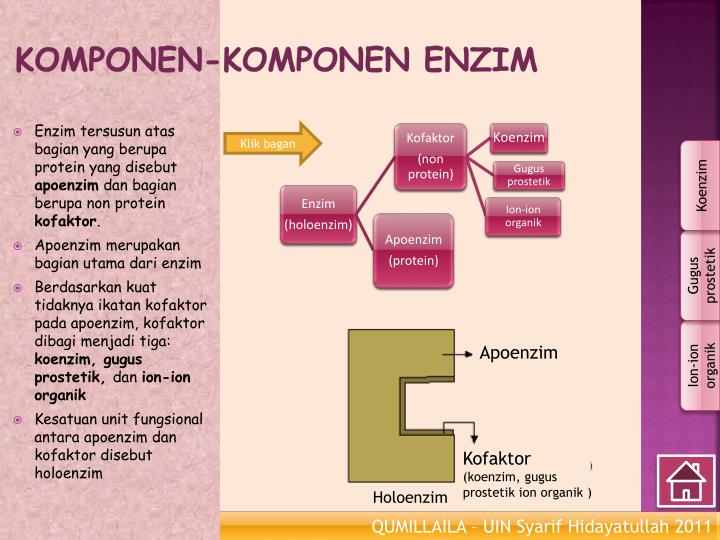 PPT - Enzim Metabolisme PowerPoint Presentation - ID:5040454