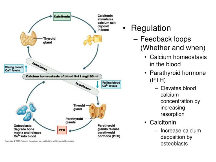 PPT - Calcium homeostasis PowerPoint Presentation - ID:5043018