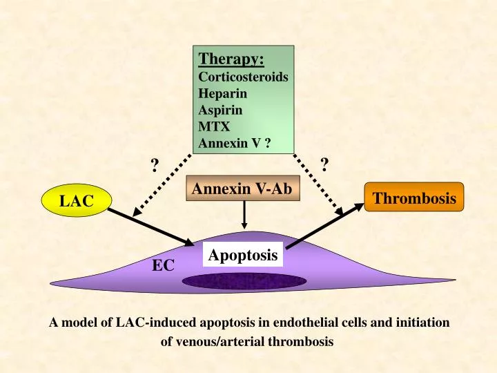 PPT - A model of LAC-induced apoptosis in endothelial cells and ...