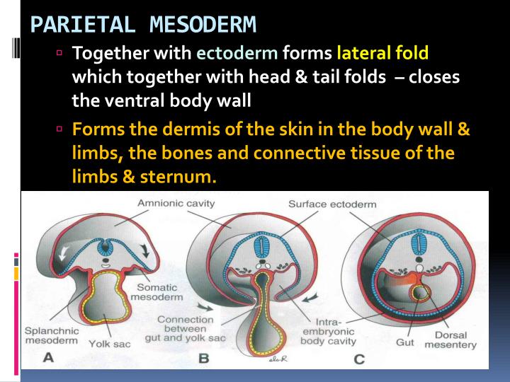 PPT - HUMAN EMBRYONIC PERIOD PowerPoint Presentation - ID:5044575