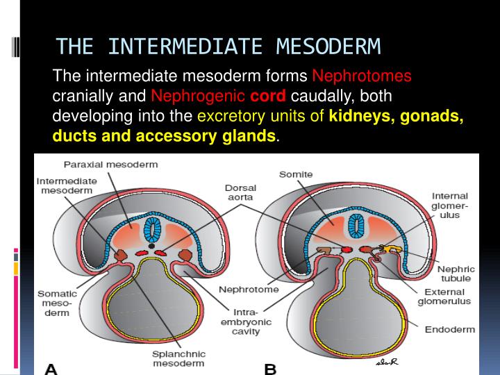 PPT - HUMAN EMBRYONIC PERIOD PowerPoint Presentation - ID:5044575