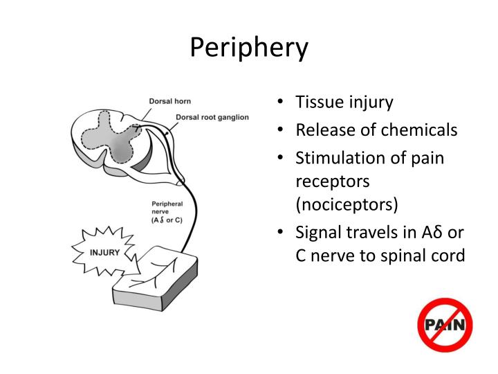 PPT - ESSENTIAL PAIN MANAGEMENT PowerPoint Presentation - ID:5048547