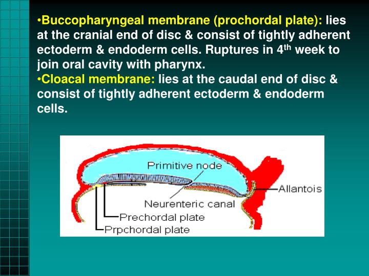 PPT - THIRD WEEK OF DEVELOPMENT PowerPoint Presentation - ID:5050812