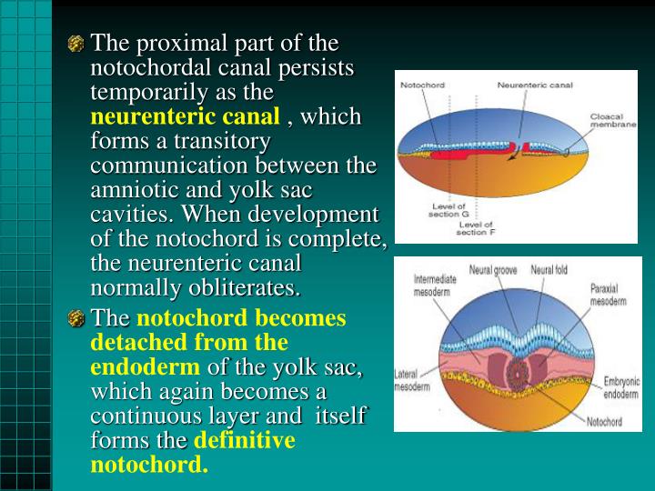 PPT - THIRD WEEK OF DEVELOPMENT PowerPoint Presentation - ID:5050812