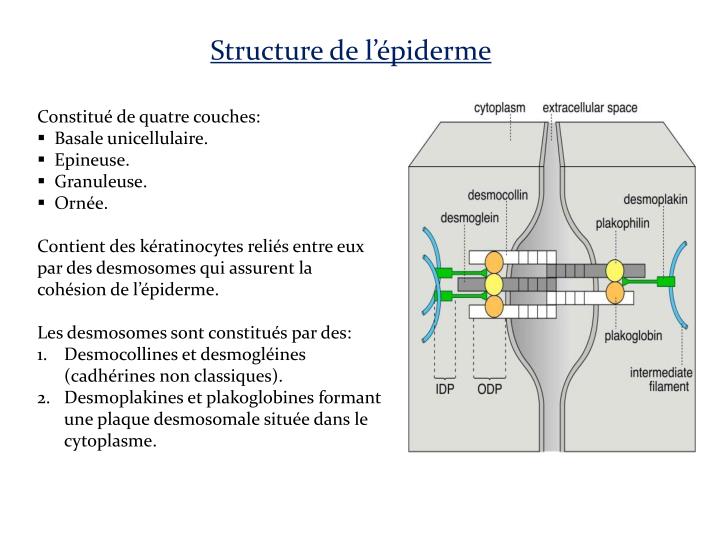 PPT - DERMATOSE BULLEUSE PowerPoint Presentation - ID:5051067