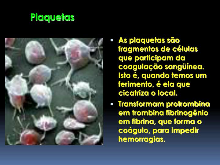 PPT - HISTOLOGIA PowerPoint Presentation - ID:5052228