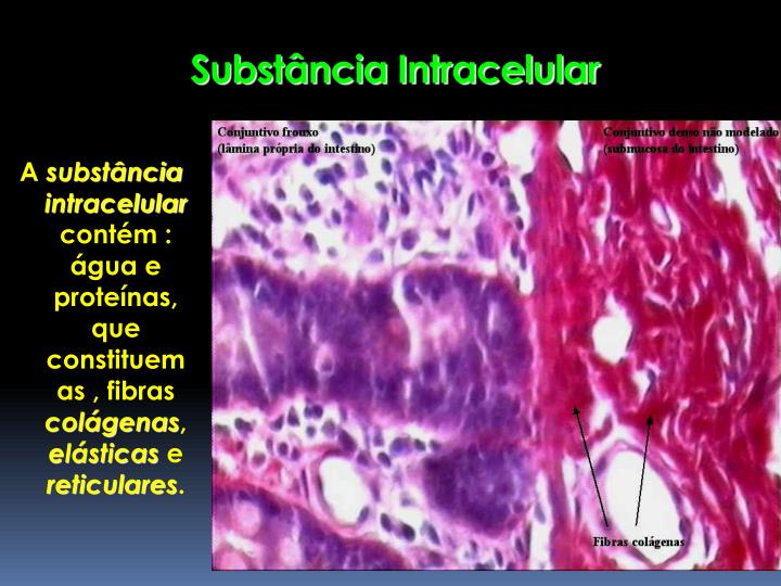 PPT - HISTOLOGIA PowerPoint Presentation - ID:5052228