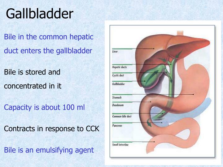 PPT - Structure of the liver, gallbladder and pancreas PowerPoint ...