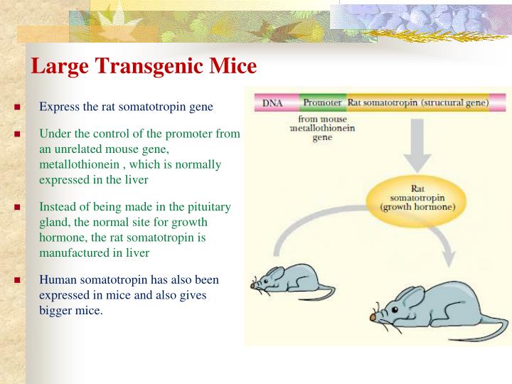 PPT - Animal Biotechnology PowerPoint Presentation - ID:5054696