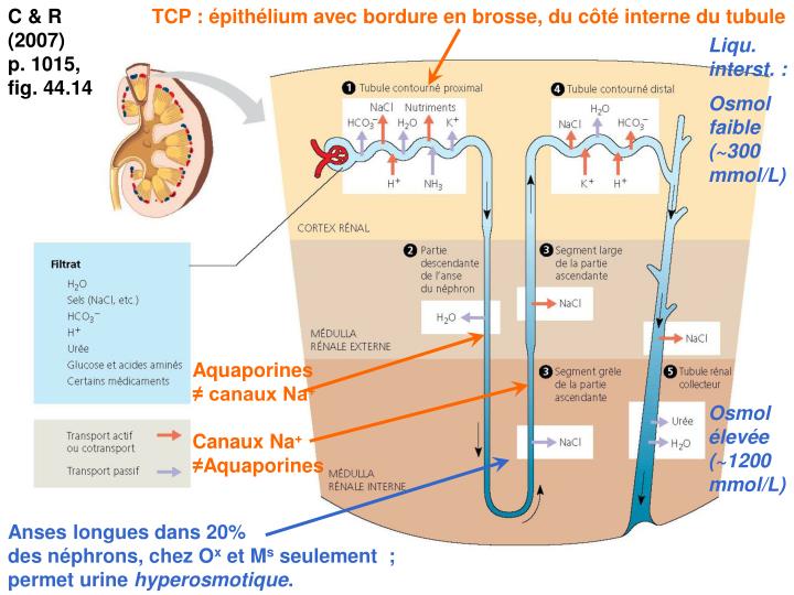 PPT - Le système excréteur contribue au maintien de l’homéostasie ...