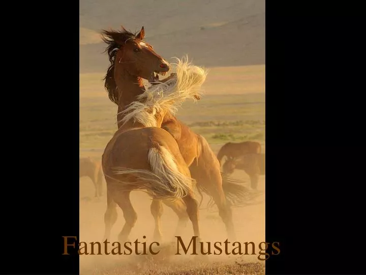 PPT - Fantastic Mustangs PowerPoint Presentation, free download - ID ...