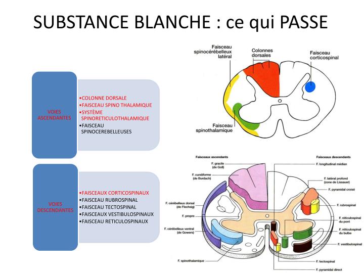 PPT - MOELLE EPINIERE PowerPoint Presentation - ID:5057349