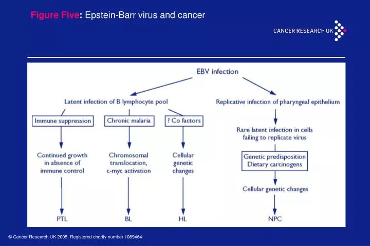 PPT - Figure Five : Epstein-Barr virus and cancer PowerPoint ...