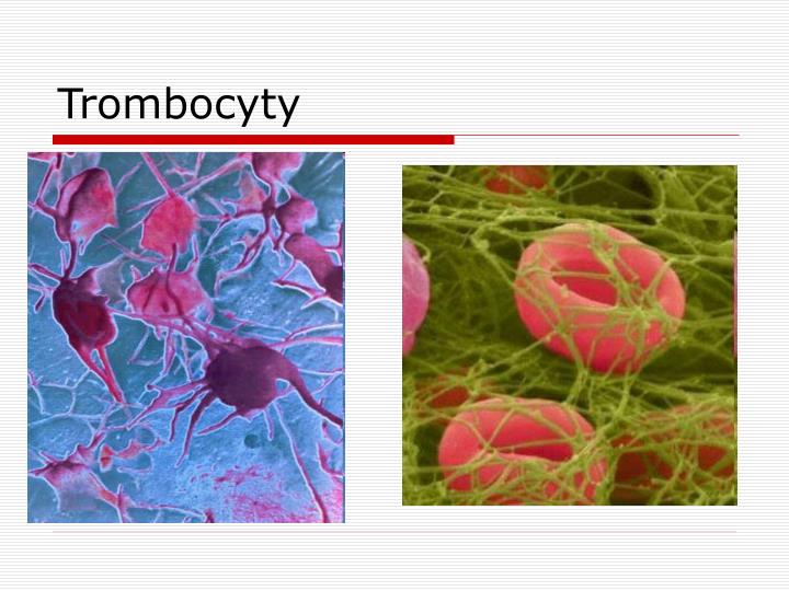 PPT - Obecná charakteristika krve jako tekuté tkáně. Funkce krve ...
