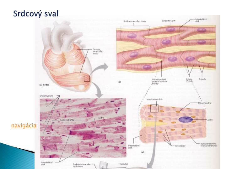 PPT - Pohybová sústava a svalové tkanivo PowerPoint Presentation - ID ...