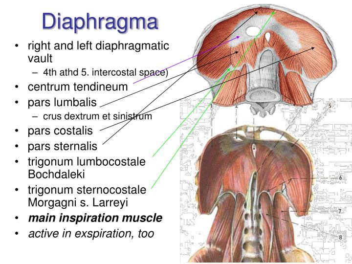 PPT - Svaly II. PowerPoint Presentation - ID:5061482