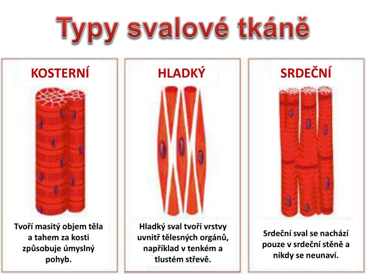 PPT - Svaly PowerPoint Presentation - ID:5061549
