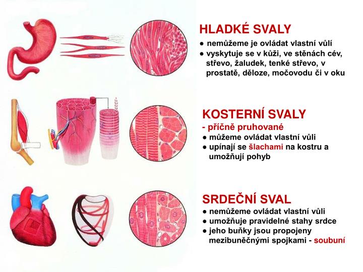 PPT - Svaly PowerPoint Presentation - ID:5061549