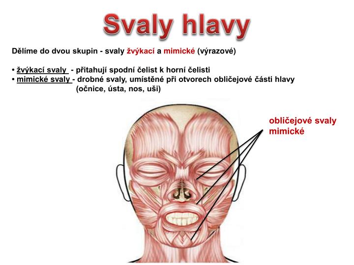 PPT - Svaly PowerPoint Presentation - ID:5061549