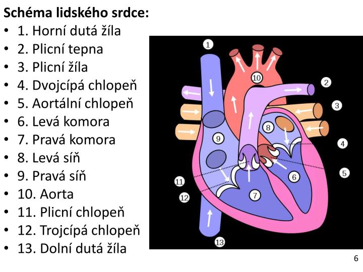 PPT - ANOTACE PowerPoint Presentation - ID:5062018