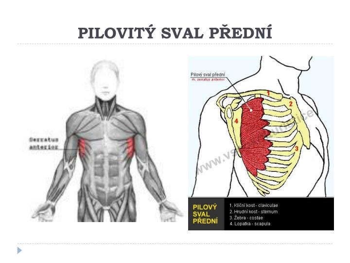 PPT - SVALOVÁ SOUSTAVA PowerPoint Presentation - ID:5062201